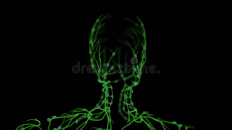 Human Lymphatic System Anatomy Animation Stock Image - Image of fluid ...