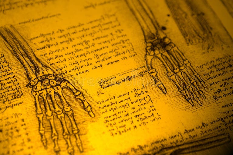 165,388 Unsuiable Anatomy Stock Photos - Free & Royalty-Free Stock ...