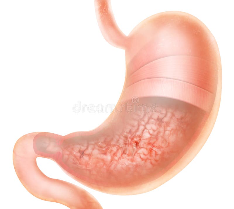 2,807 Stomach Anatomy Photos - Free & Royalty-Free Stock Photos from ...