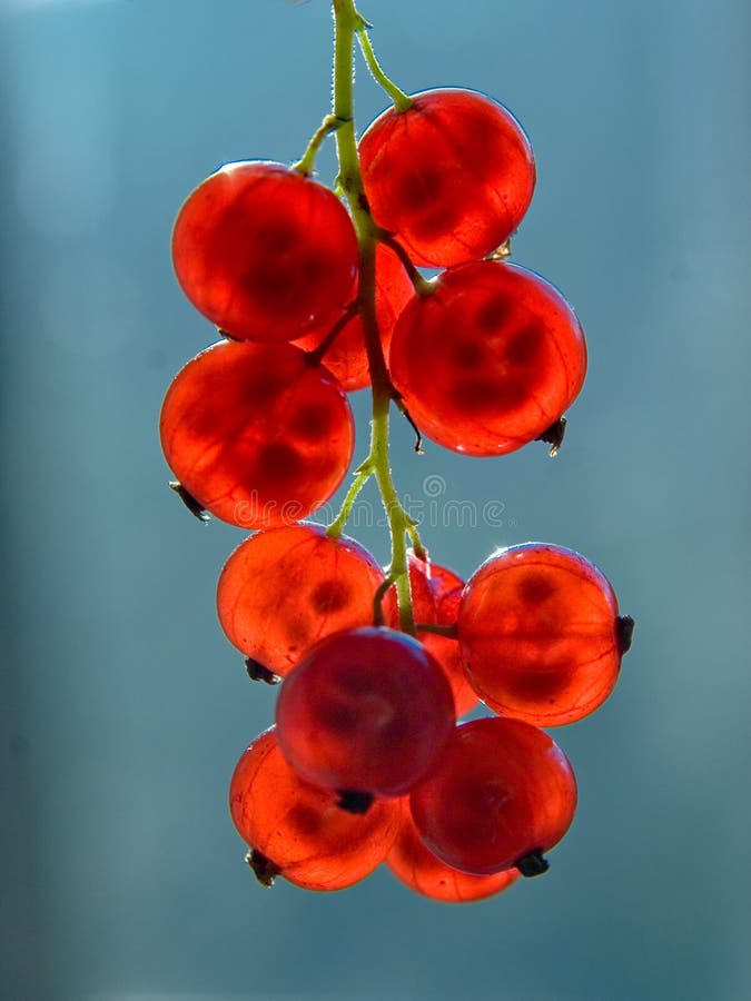 Anatomy of berry stock photo. Image of flora, gardening - 46847862