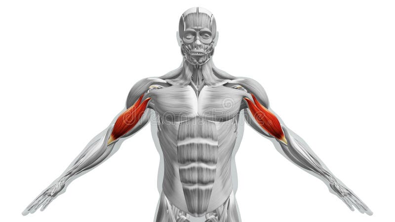 Anatomy of the Biceps Muscles Stock Illustration - Illustration of ...