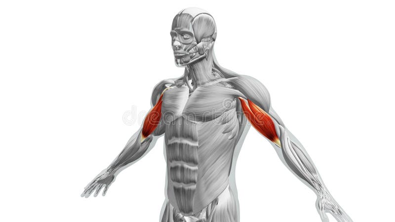 Biceps Group Stock Illustrations – 298 Biceps Group Stock Illustrations ...