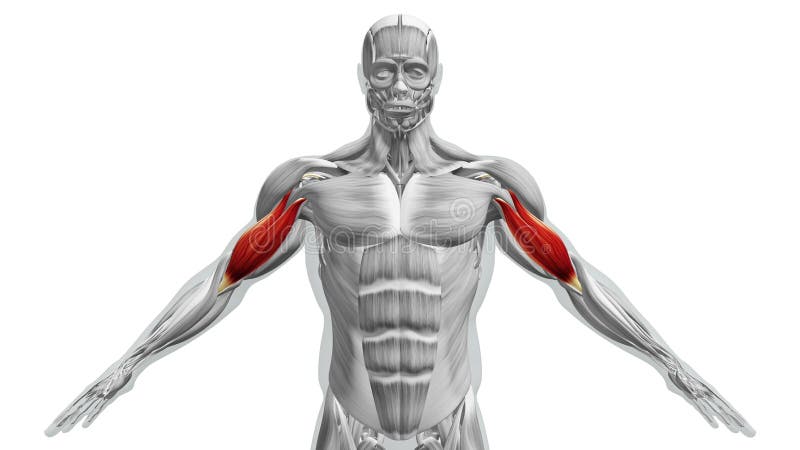 Anatomy of the Biceps Muscles Stock Video - Video of triceps, monument ...
