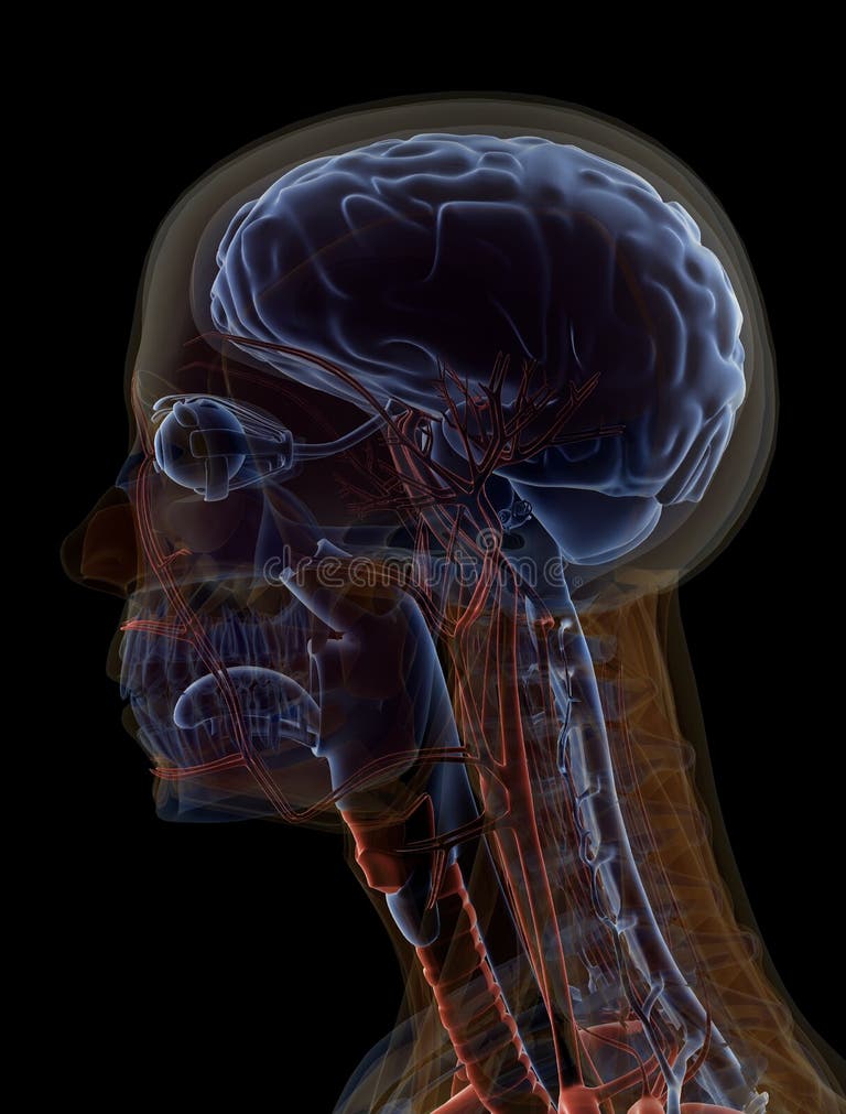 Occipital Bone Anatomy Stock Illustrations – 2,331 Occipital Bone ...