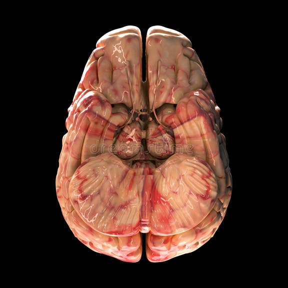 Anatomy Brain - Bottom View Stock Illustration - Illustration of ...