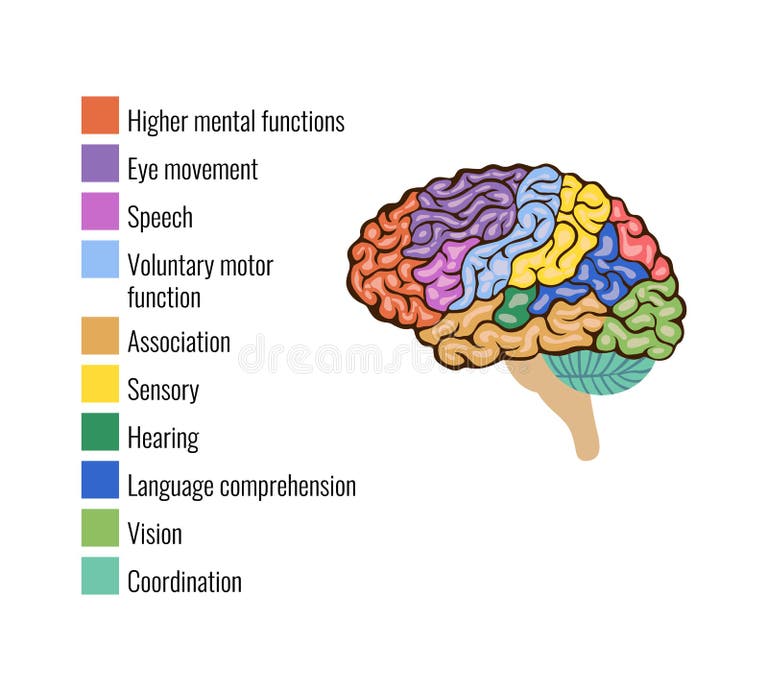 Anatomy of Brain Composition Stock Vector - Illustration of think ...
