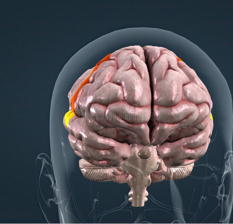 Anatomy of the Brain and Its Colored Parts Stock Illustration ...