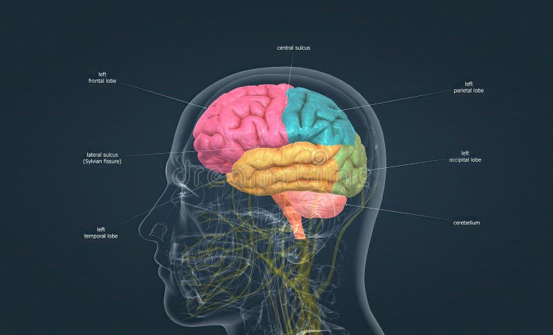 Anatomy of the Brain and Its Colored Parts Stock Illustration ...