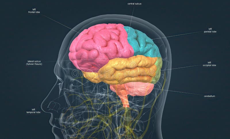 Anatomy of the Brain and Its Colored Parts Stock Illustration ...