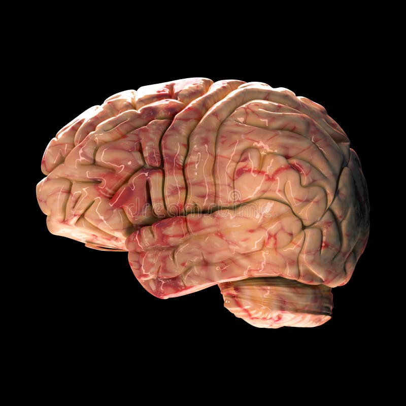 Anatomy Brain - Side View stock photo. Image of lateral - 33593026