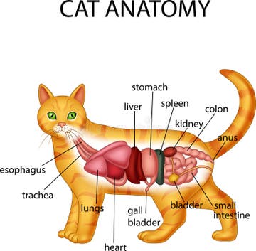 Cat Heart Anatomy Stock Illustrations – 105 Cat Heart Anatomy Stock ...
