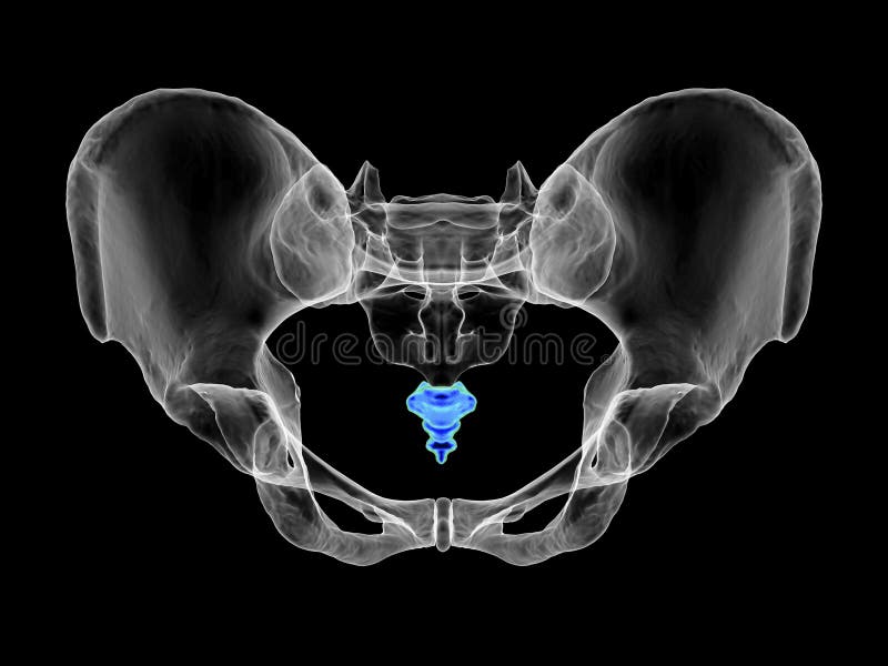 Anatomy Of The Coccyx Bone Showcasing Its Intricate Details And Features 3d Illustration Stock