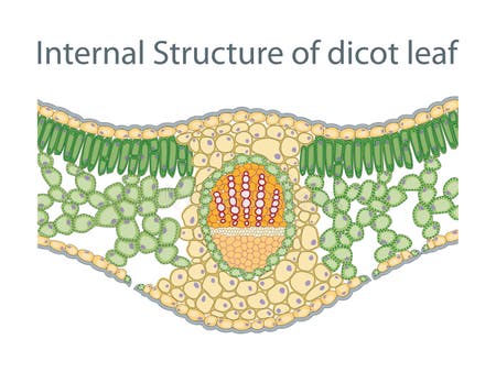 Anatomy of Dicot Leaf Diagram Stock Illustration - Illustration of ...