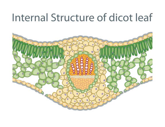 Anatomy of Dicot Leaf Diagram Stock Illustration - Illustration of ...