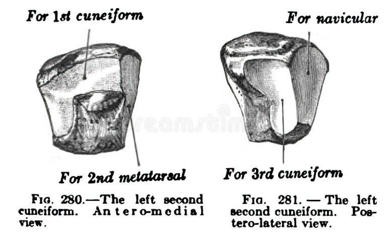 Anatomy Drawing and Text of the Left Second Cuneiform, from the 19th ...