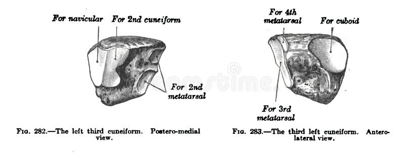 Anatomy Drawing and Text of the Left Third Cuneiform, from the 19th ...