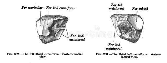 Anatomy Drawing and Text of the Left Third Cuneiform, from the 19th ...