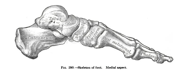 Century Anatomy Book Stock Photos - Free & Royalty-Free Stock Photos ...