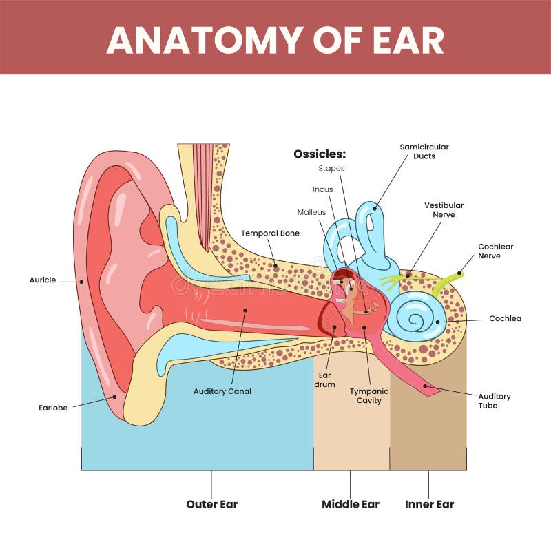 Anatomy of Ear Infographic Colorful Stock Illustration - Illustration ...