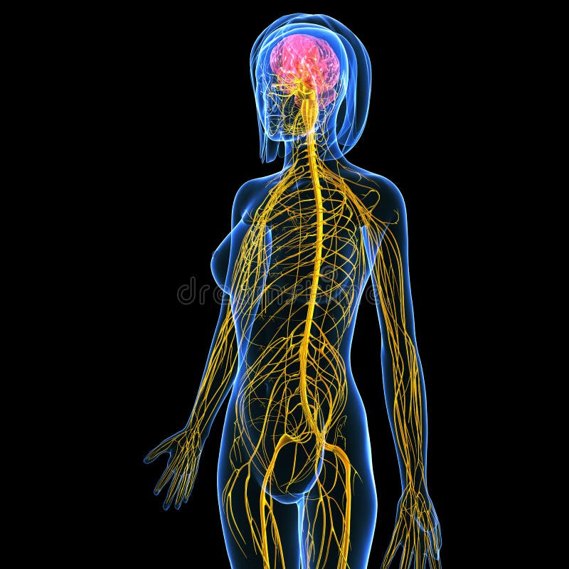 Anatomy of Female Body Nervous System with Brain Stock Illustration ...
