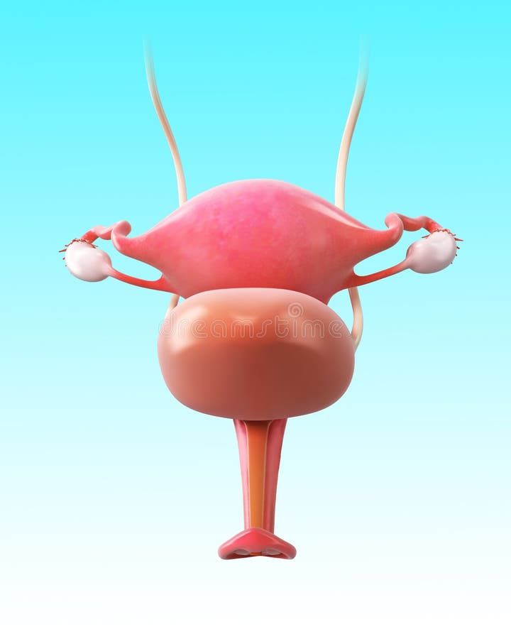 Female Reproductive System and Urinary System Kidneys with Bladder ...