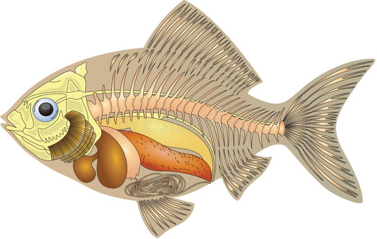 Fish Anatomy Stock Illustrations – 1,679 Fish Anatomy Stock ...