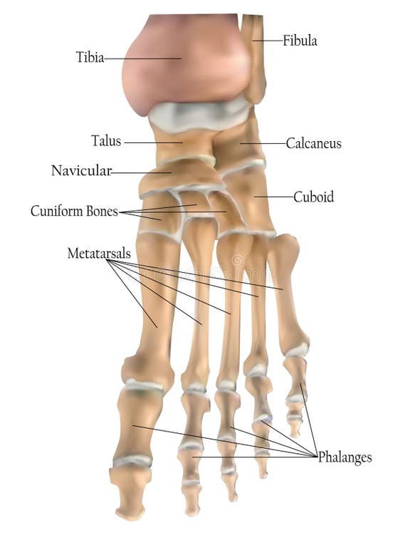 Anatomy of the foot bones stock illustration. Illustration of tendon ...