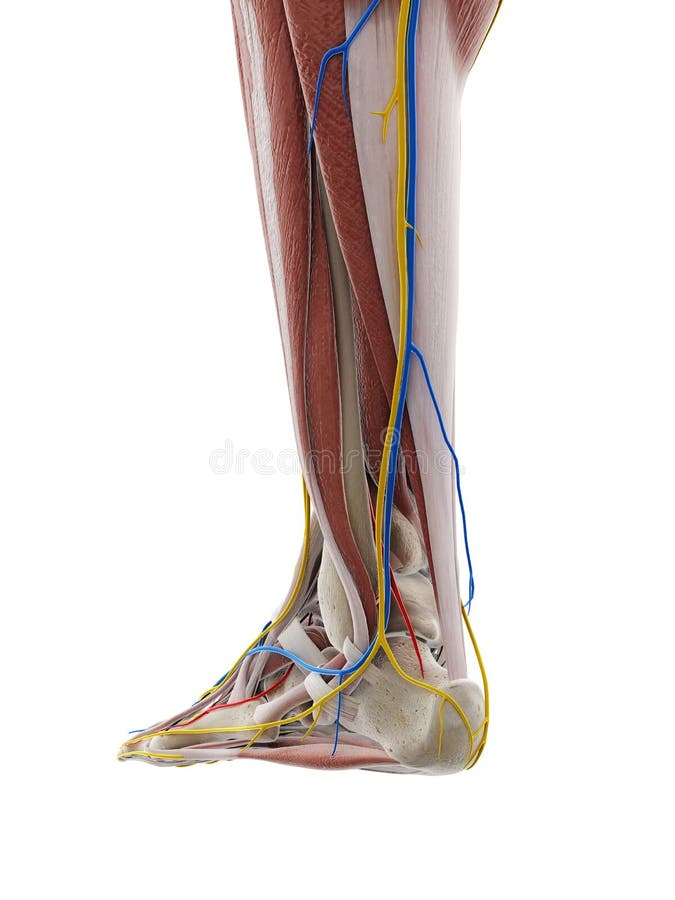Anatomy of foot and ankle. stock illustration. Illustration of ...