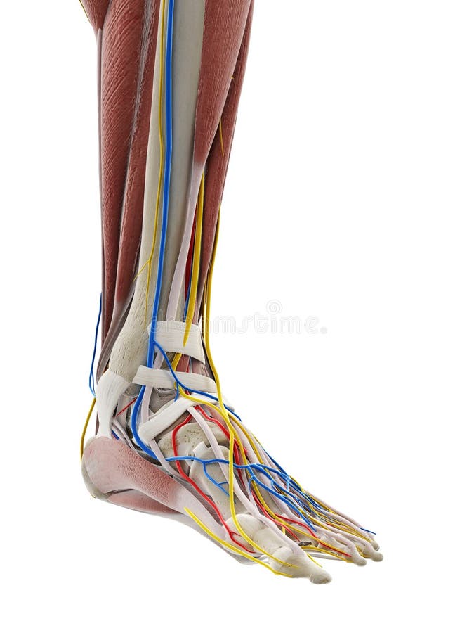 Anatomy of foot and ankle. stock illustration. Illustration of ...