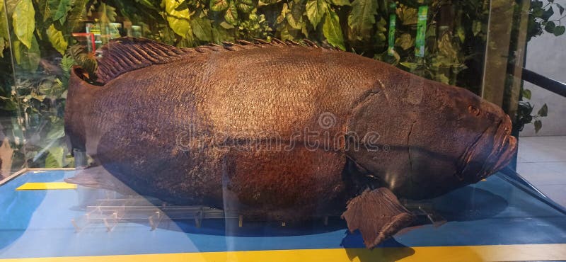 Anatomy of Giant Fish Grouper in the Museum Stock Photo - Image of ...