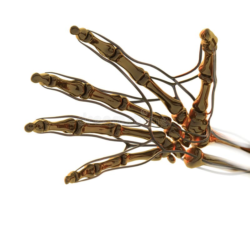 Anatomy Golden Hand stock illustration. Illustration of xray - 29068878