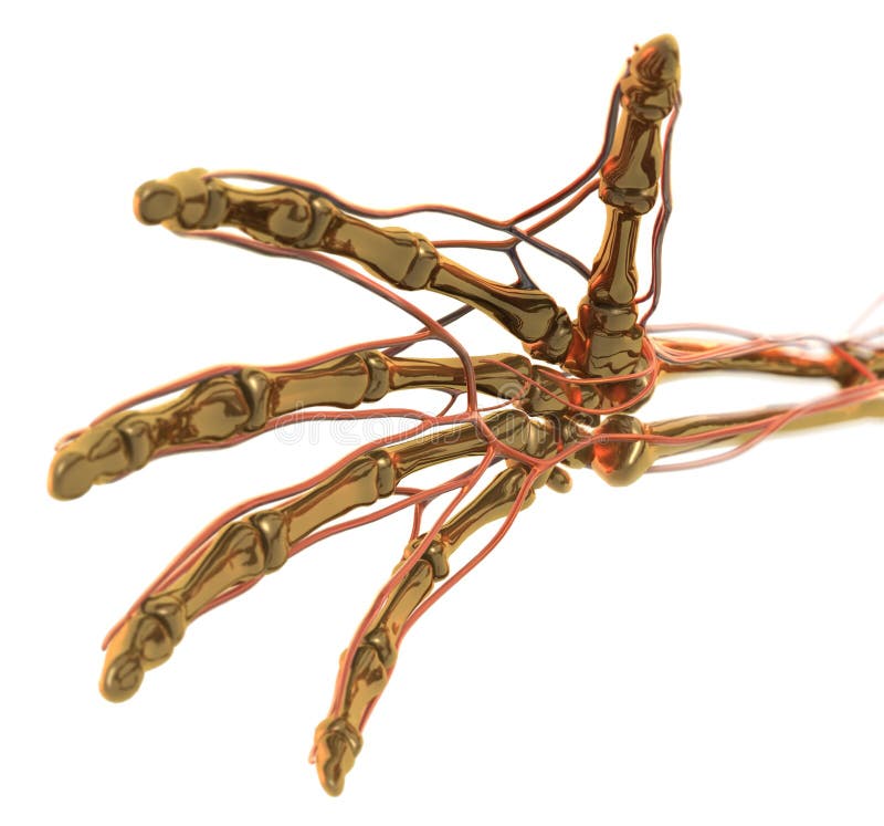 Anatomy Golden Hand stock illustration. Illustration of xray - 29068878