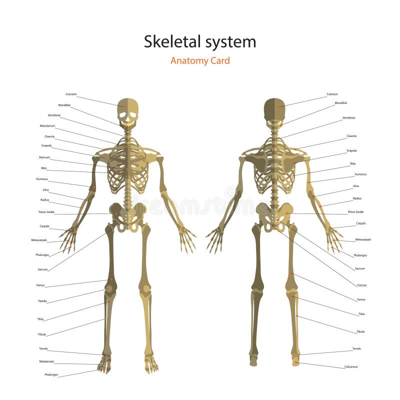 Anatomy Guide of Human Skeleton with Explanations. Anatomy Didactic ...
