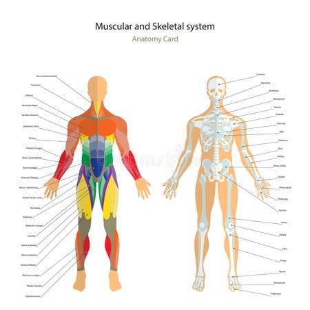 Anatomy Guide. Male Skeleton and Muscles Map with Explanations. Front ...