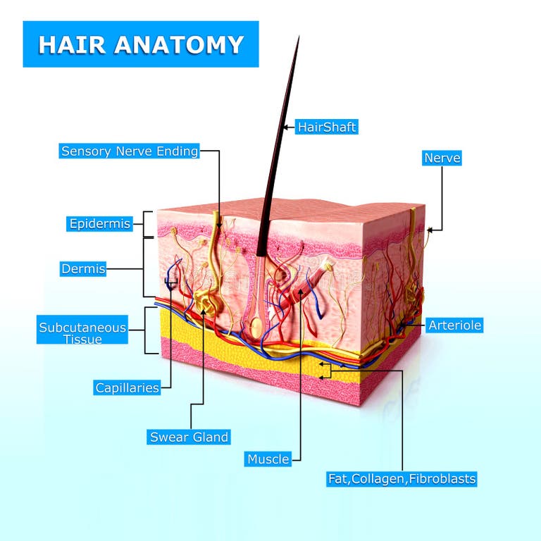 Anatomy Hair Stock Illustrations – 11,534 Anatomy Hair Stock ...