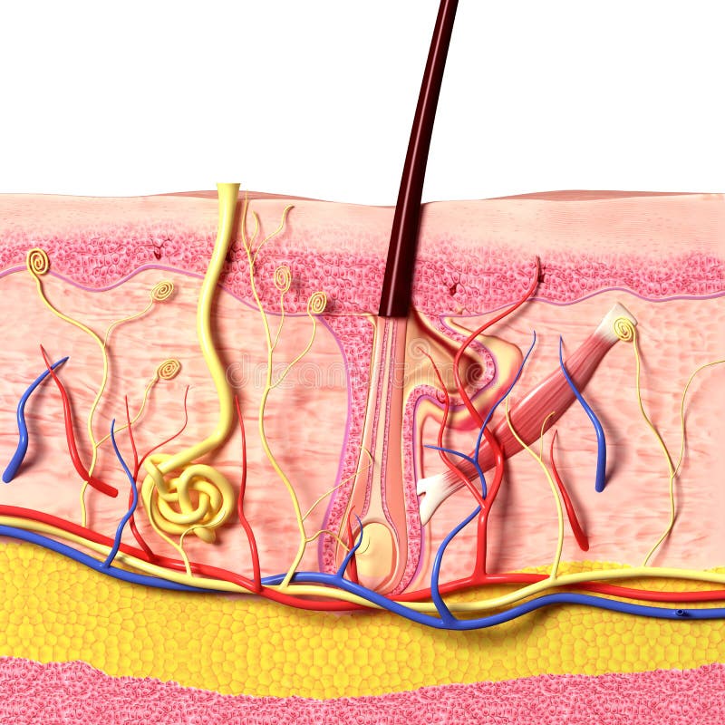 Anatomy Of Hair Follicles Stock Illustration Illustration Of Layer