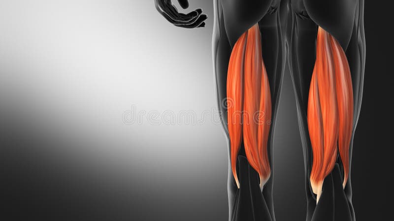 Anatomy of the Hamstring Muscles Stock Photo - Image of organ, athlete ...