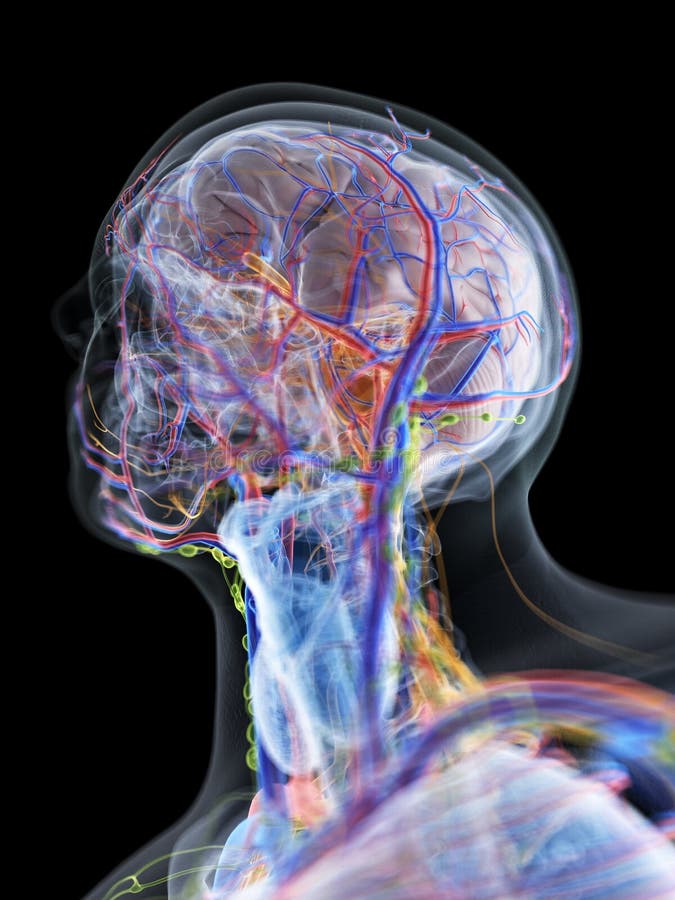 The Anatomy of the Head and Neck Stock Illustration - Illustration of ...