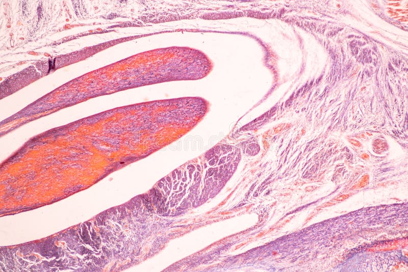 Histological Bone, Elastic Cartilage Human and Joint of Human Foetus ...