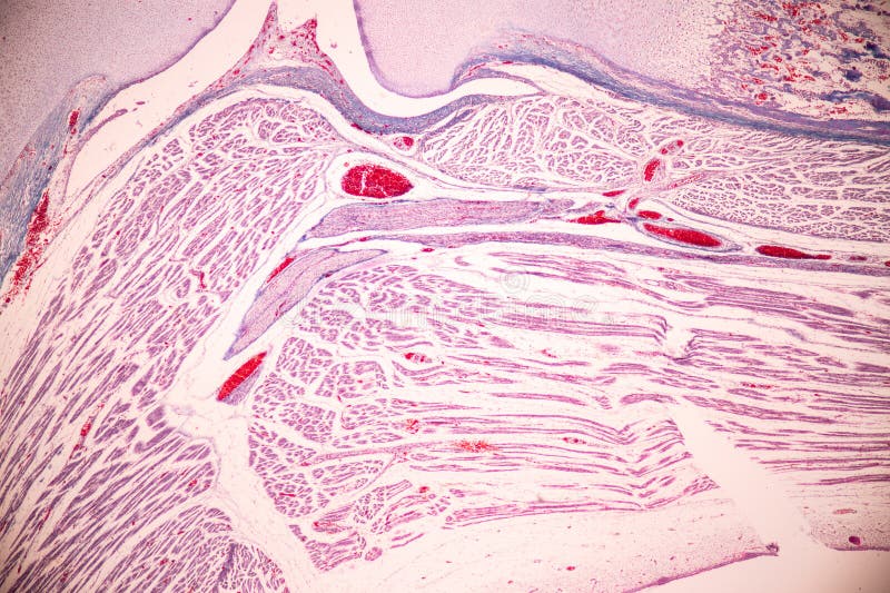 Histological Bone, Elastic Cartilage Human and Joint of Human Foetus ...