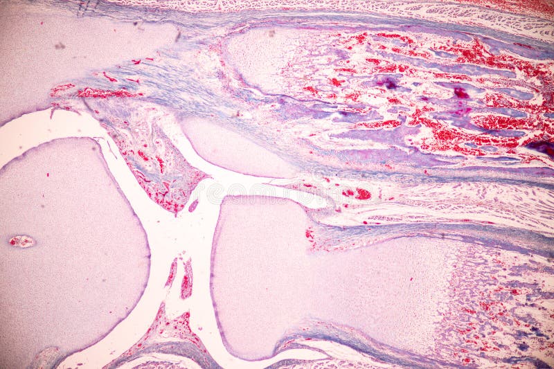 Histological Bone, Elastic Cartilage Human and Joint of Human Foetus ...