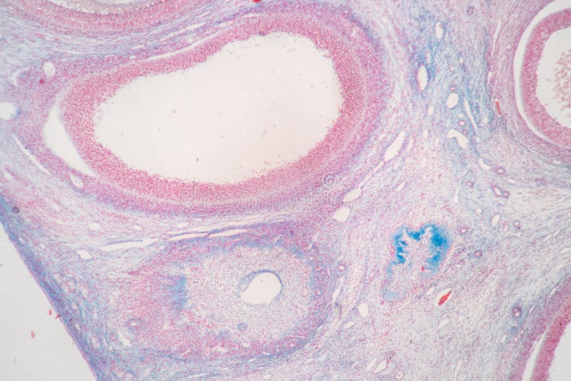 Ovary and Testis Human Cells Under Microscope. Stock Image - Image of ...