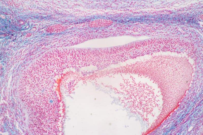 Ovary and Testis Human Cells Under Microscope. Stock Image - Image of ...