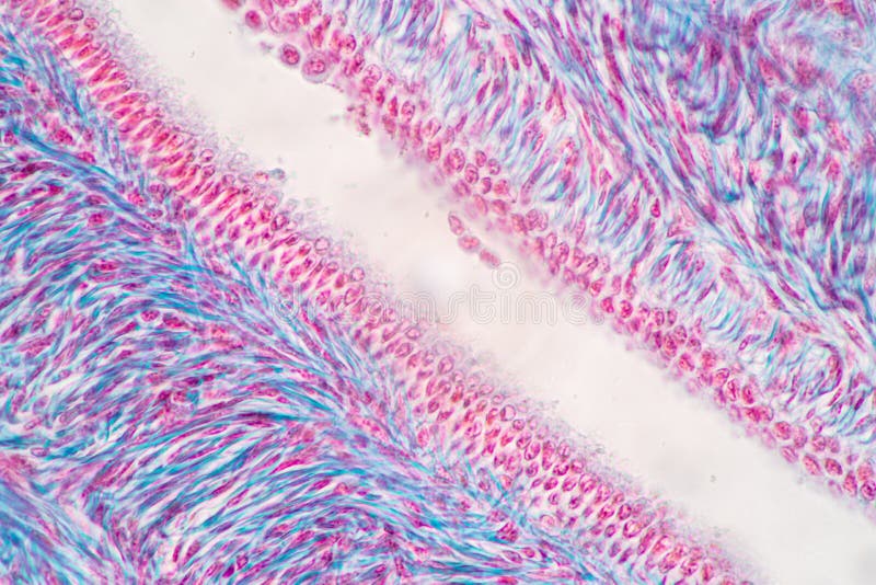 Ovary and Testis Human Cells Under Microscope. Stock Image - Image of ...