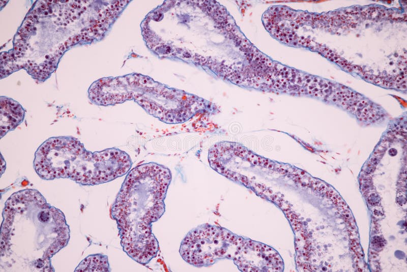 Ovary and Testis Human Cells Under Microscope. Stock Image - Image of ...