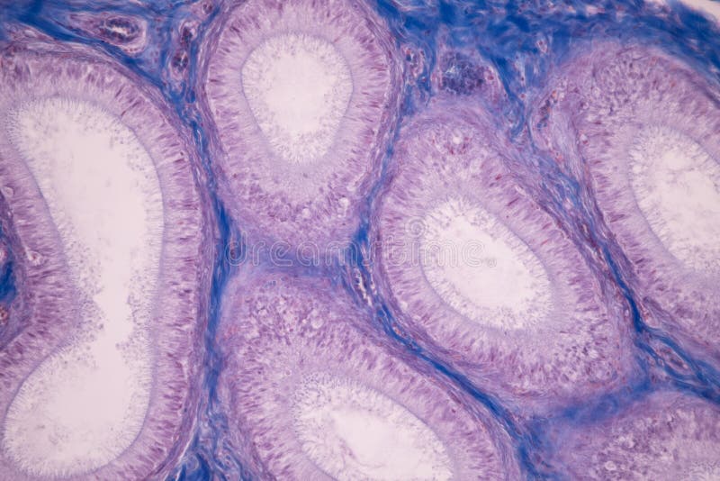 Ovary and Testis Human Cells Under Microscope. Stock Photo - Image of ...
