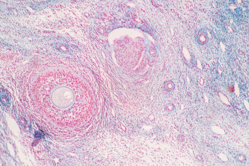 Ovary and Testis Human Cells Under Microscope. Stock Image - Image of ...