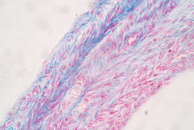 Ovary and Testis Human Cells Under Microscope. Stock Photo - Image of ...