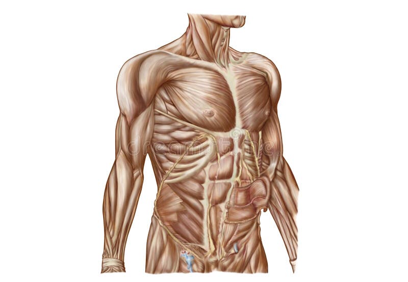 Anatomy of Human Abdominal Muscles. Stock Illustration - Illustration ...