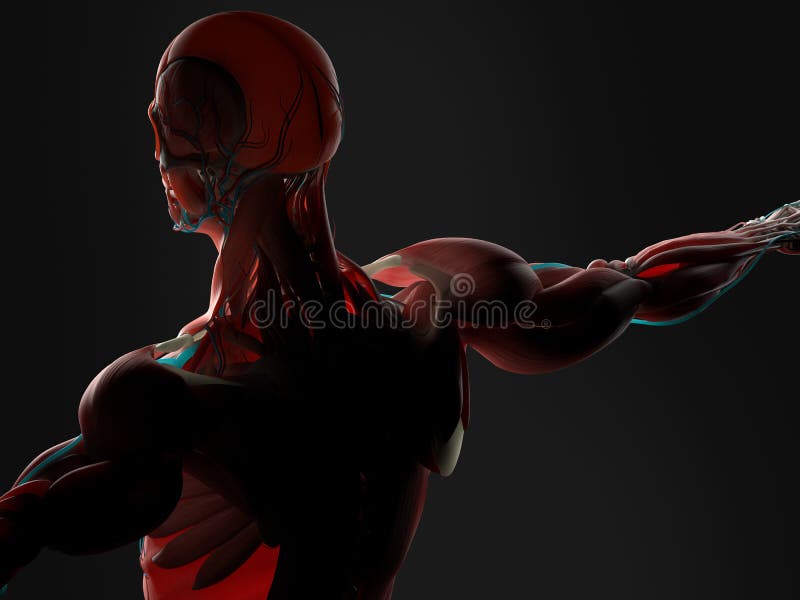 Anatomy of human back stock illustration. Illustration of bionic - 67791397